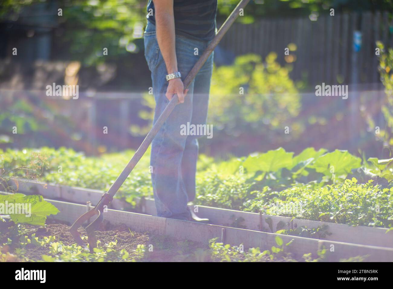 Farmer cultivating land in the garden with hand tools. Soil loosening ...