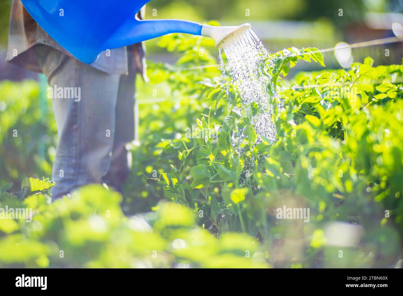 A farmer with a garden watering can is watering vegetable plants in ...
