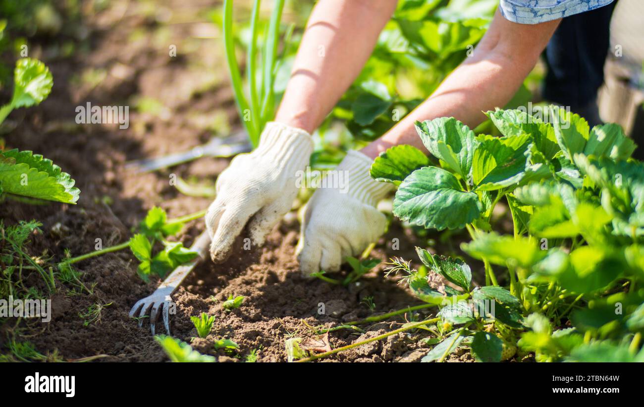 The farmer takes care of the plants in the vegetable garden on the farm ...