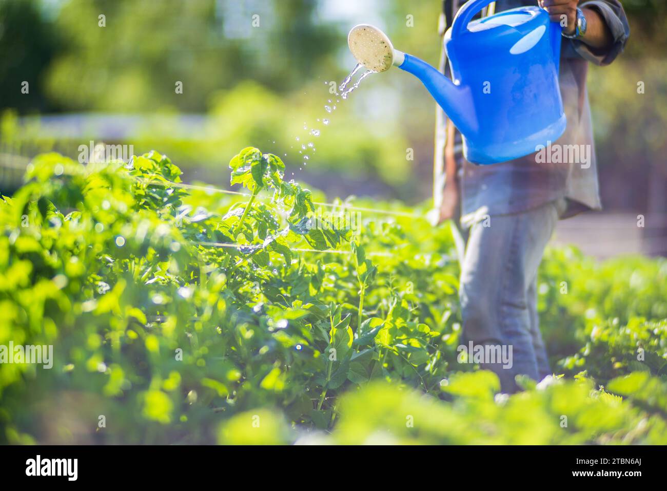 A farmer with a garden watering can is watering vegetable plants in ...