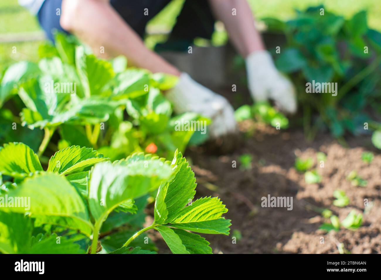 The farmer takes care of the plants in the vegetable garden on the farm ...