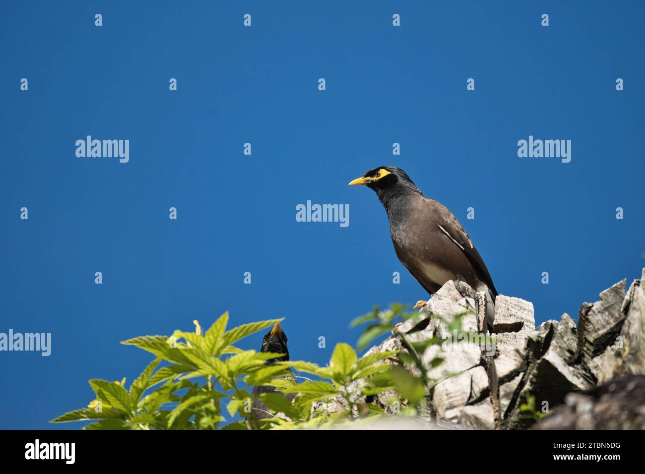 Endemic indian birds hi-res stock photography and images - Alamy