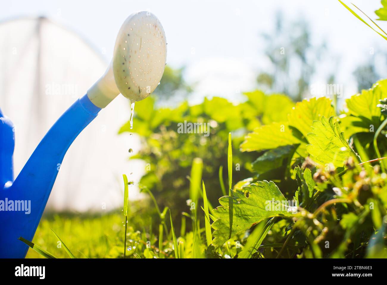 Farmer's garden tool and equipment - water can. Concept of a garden or ...