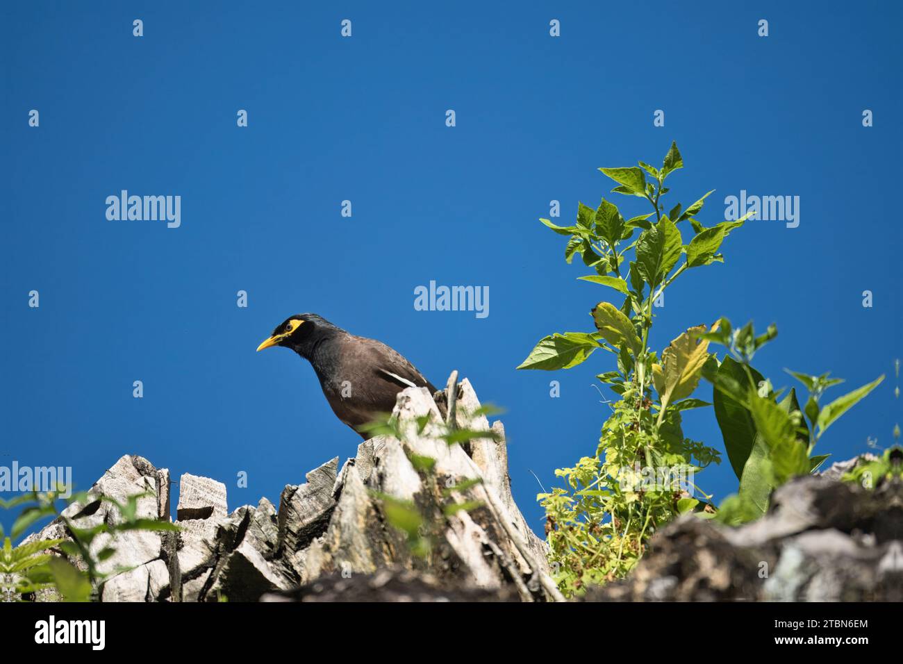 Endemic indian birds hi-res stock photography and images - Alamy