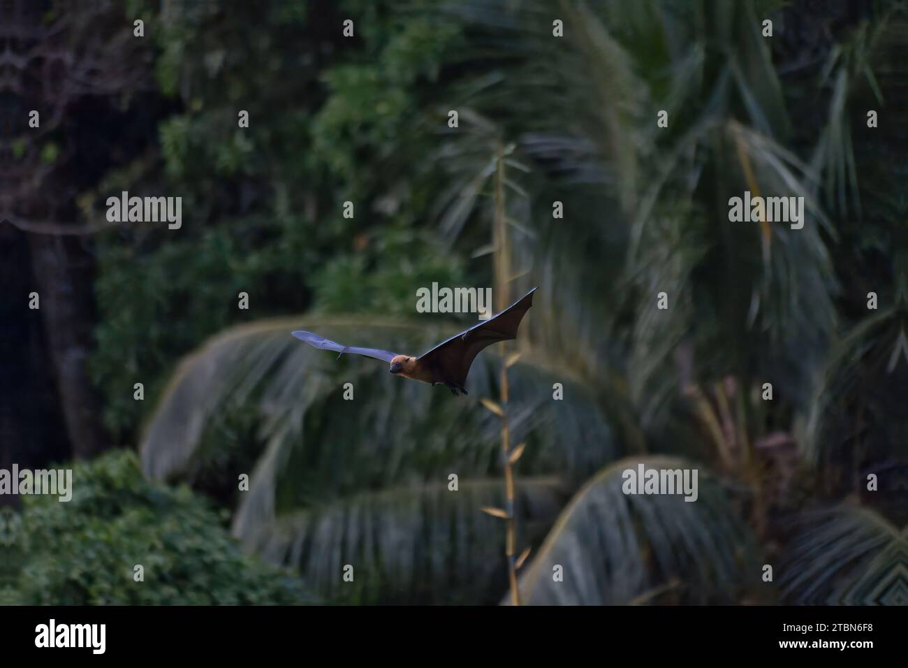 Seychelles fruit bat, flying fox, Mahe, Seychelles Stock Photo - Alamy