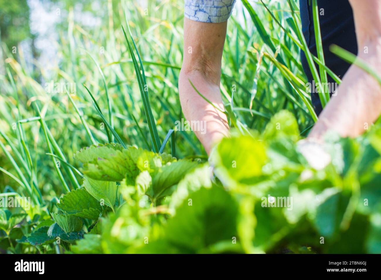 The farmer takes care of the plants in the vegetable garden on the farm ...