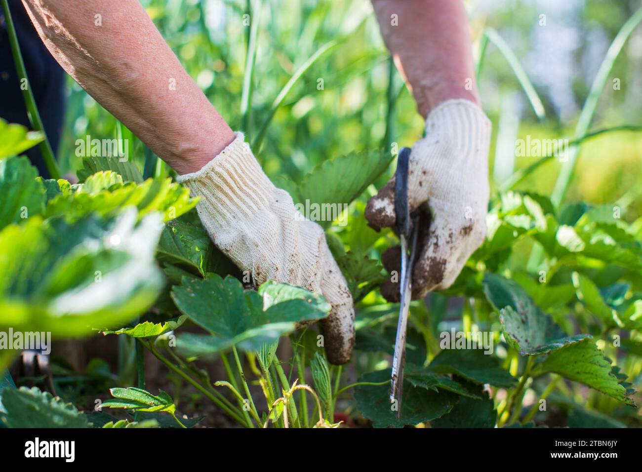 The farmer takes care of the plants in the vegetable garden on the farm ...