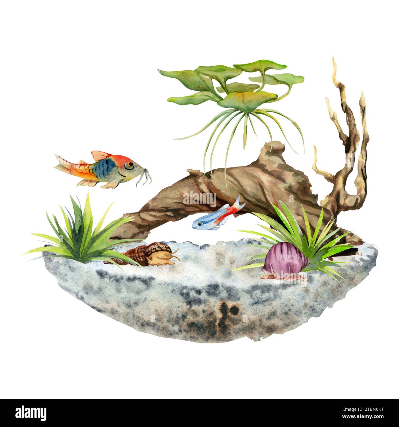 Bog fish Cut Out Stock Images & Pictures - Alamy