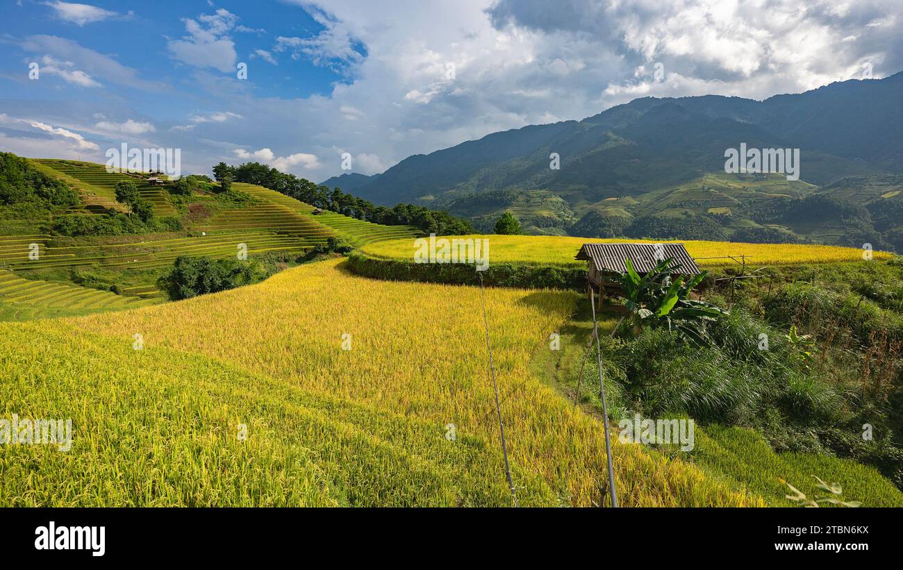 Landscape with green and yellow rice terraced fields and blue cloudy ...