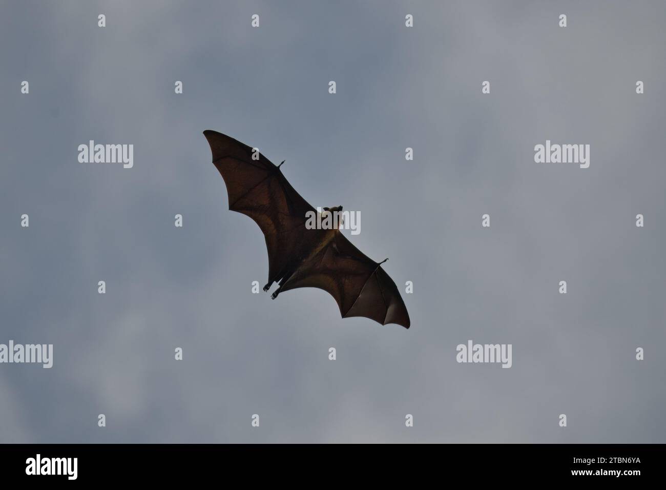 Seychelles fruit bat, flying fox, Mahe, Seychelles Stock Photo - Alamy