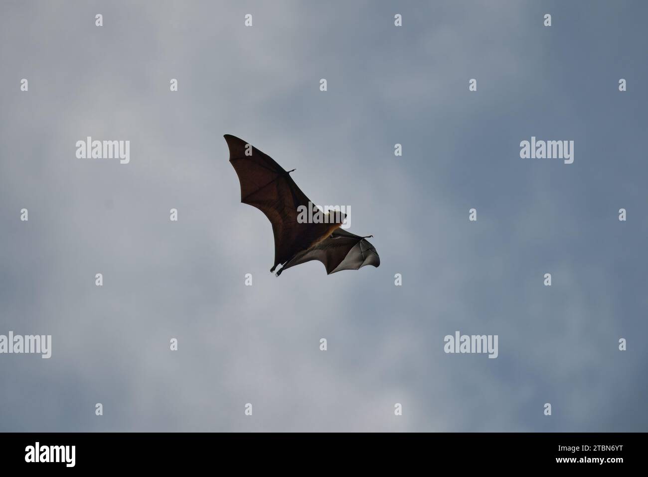 Seychelles fruit bat, flying fox, Mahe, Seychelles Stock Photo - Alamy