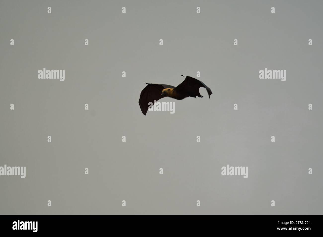 Seychelles fruit bat, flying fox, Mahe, Seychelles Stock Photo - Alamy
