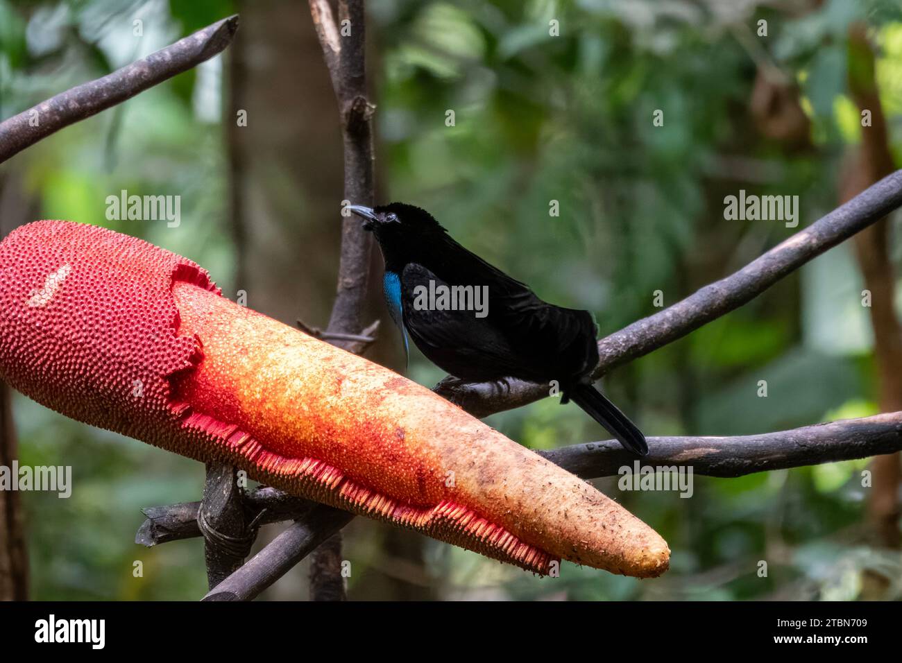Male Vogelkop Lophorina or Lophorina niedda is a species of bird in the family Paradisaeidae. It ...