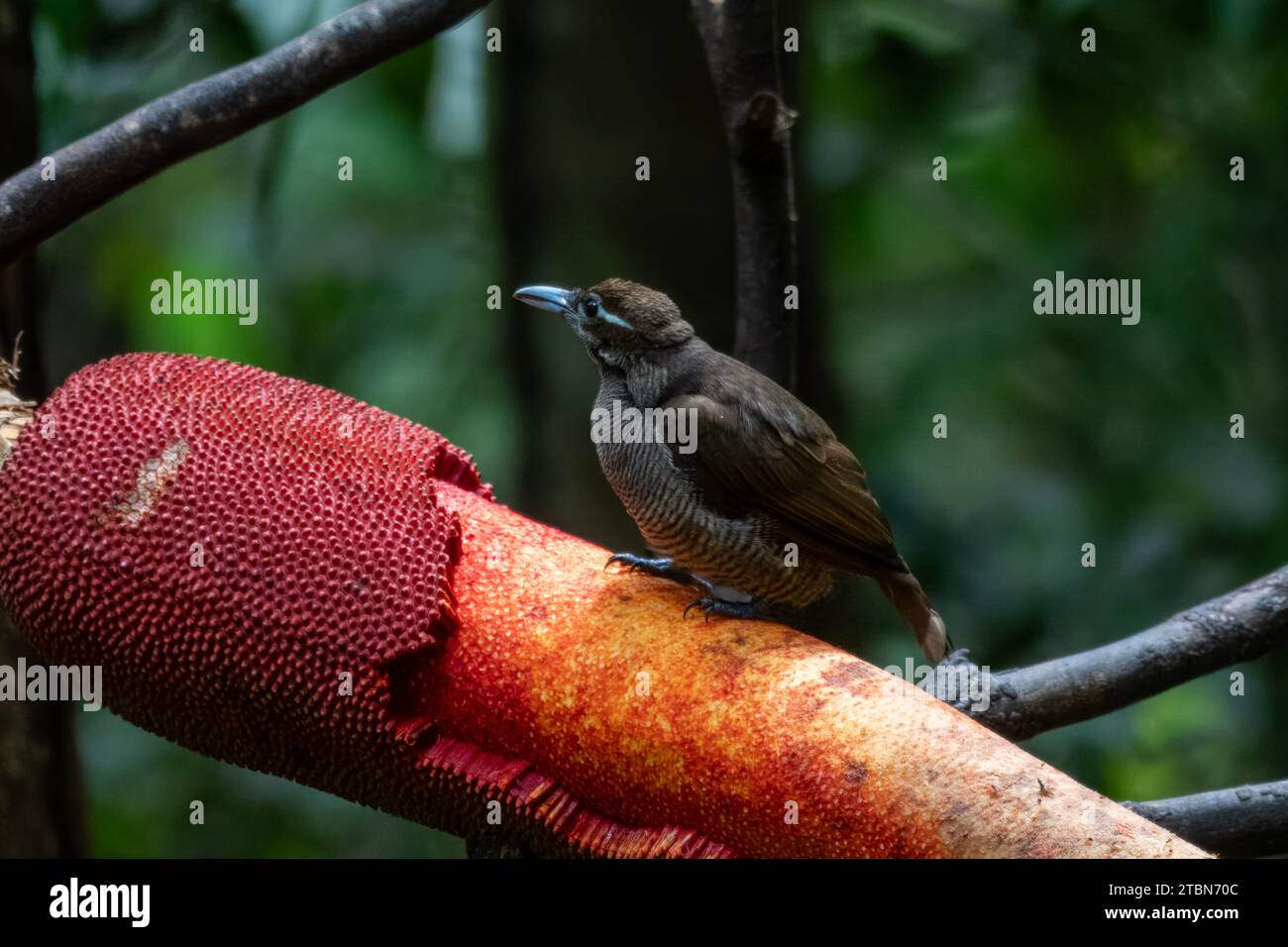 Female Magnificent bird-of-paradise or Diphyllodes magnificus in Arfak ...