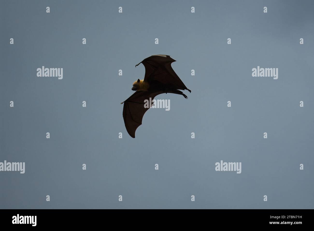 Seychelles fruit bat, flying fox, Mahe, Seychelles Stock Photo - Alamy