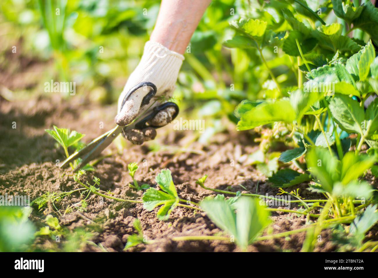 The farmer takes care of the plants in the vegetable garden on the farm ...