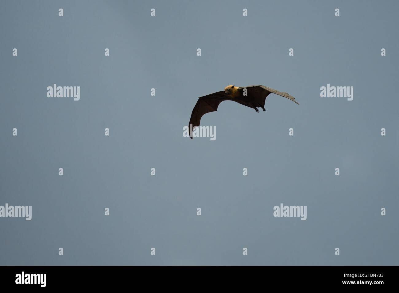 Seychelles fruit bat, flying fox, Mahe, Seychelles Stock Photo - Alamy