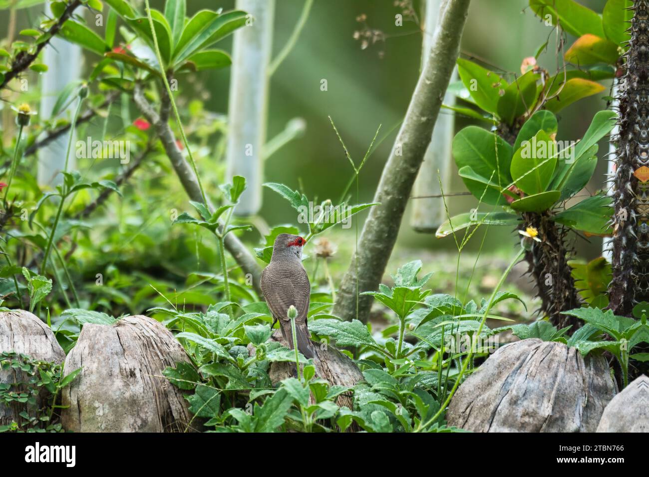 he common waxbill, also known as the St Helena waxbill, is a small ...