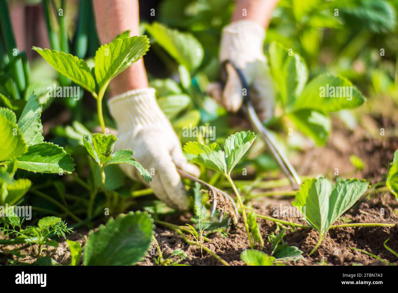 The farmer takes care of the plants in the vegetable garden on the farm ...