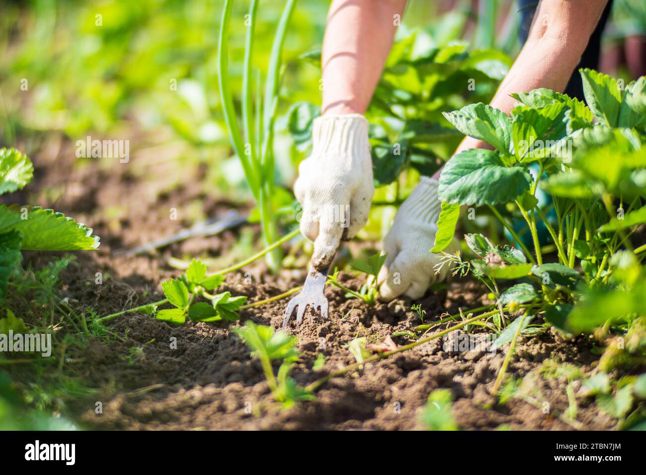 The farmer takes care of the plants in the vegetable garden on the farm ...