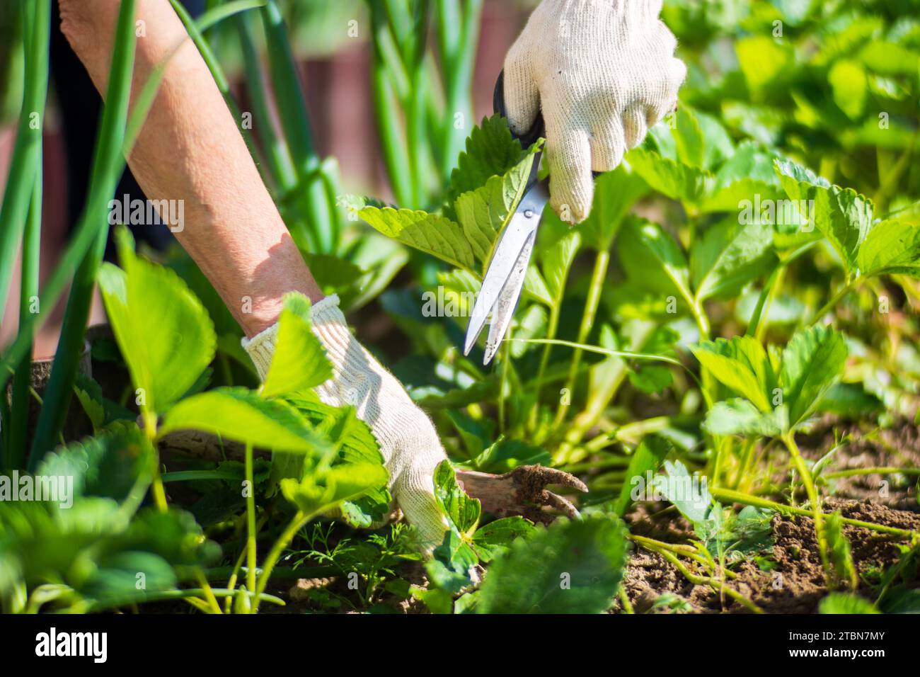 The farmer takes care of the plants in the vegetable garden on the farm ...