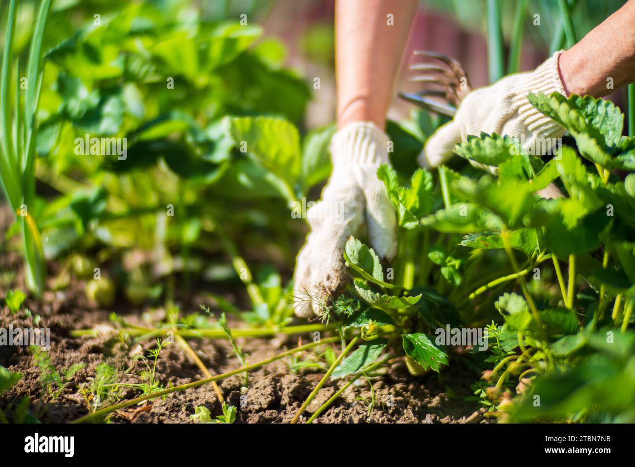 The farmer takes care of the plants in the vegetable garden on the farm ...