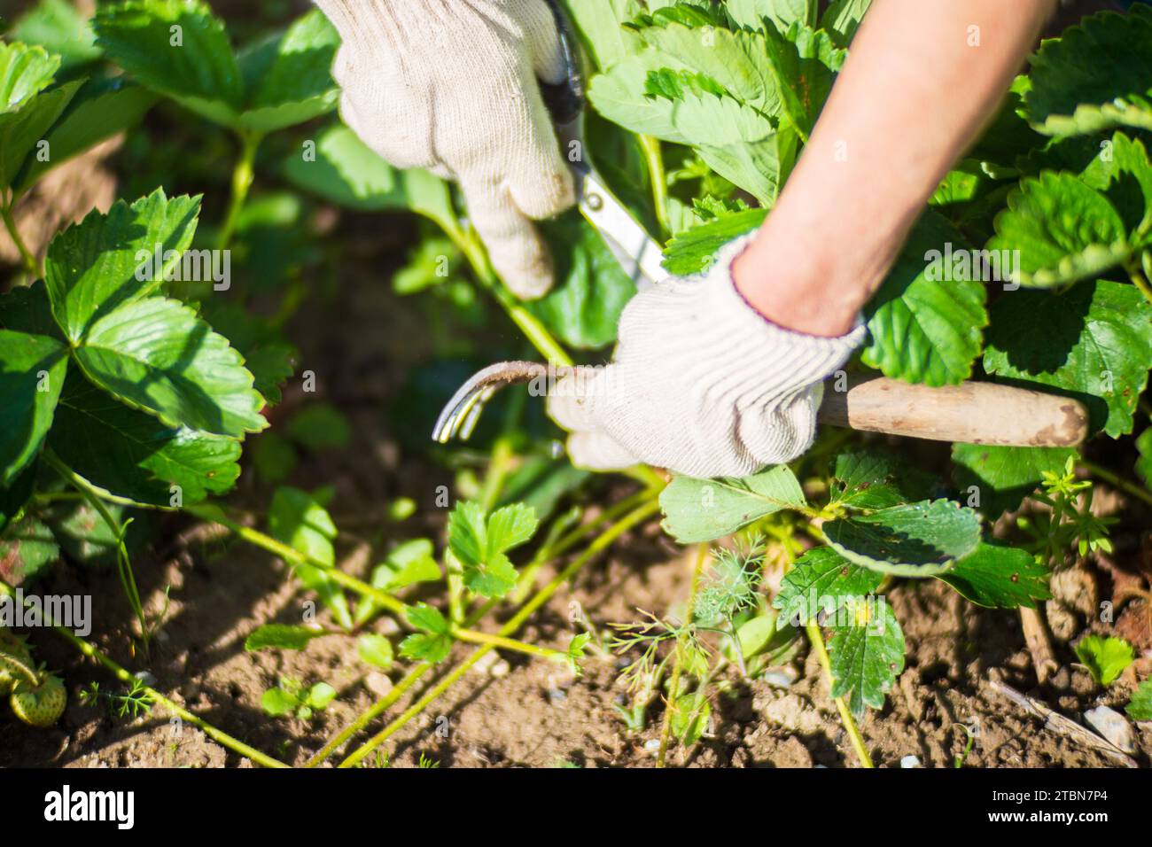 The farmer takes care of the plants in the vegetable garden on the farm ...