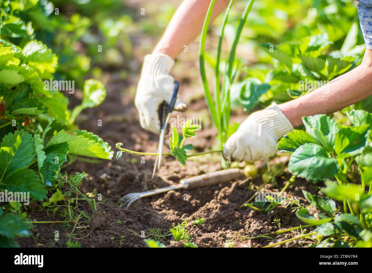 The farmer takes care of the plants in the vegetable garden on the farm ...