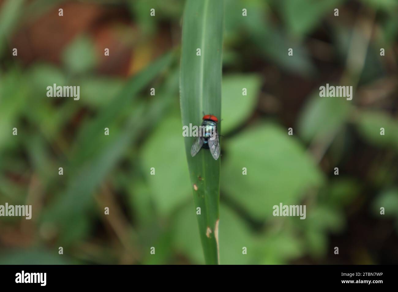 Overhead view of a Blue bottle fly (Calliphora vomitoria) sitting on ...