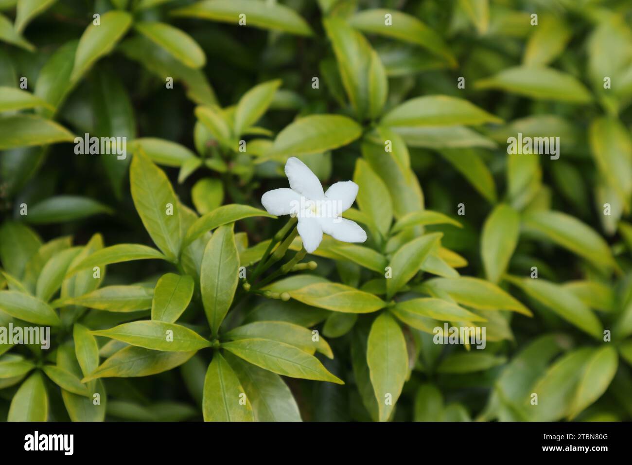 Dwarf crape jasmine plant hi-res stock photography and images - Alamy
