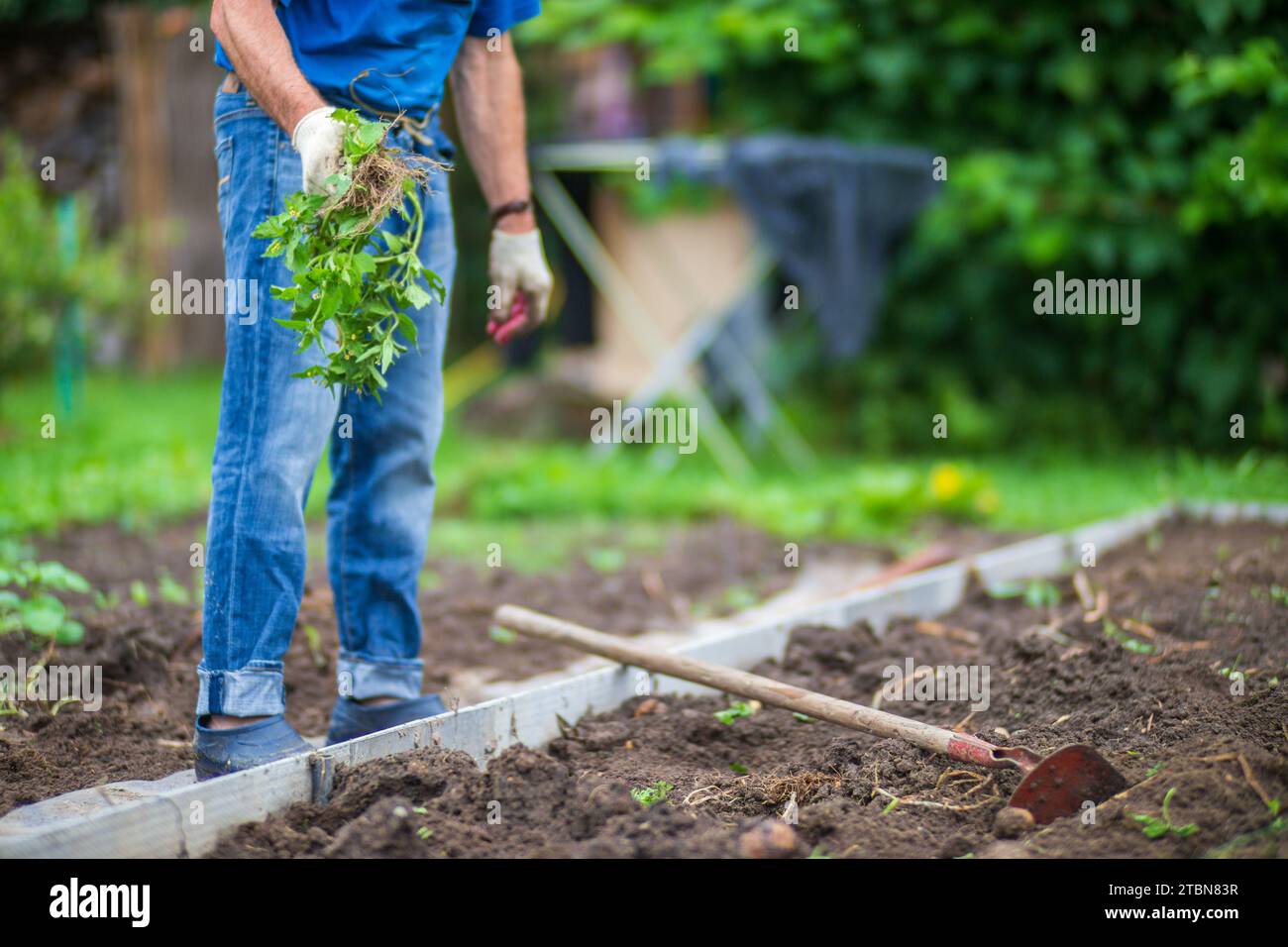 Farmer cultivating land in the garden with hand tools. Soil loosening ...