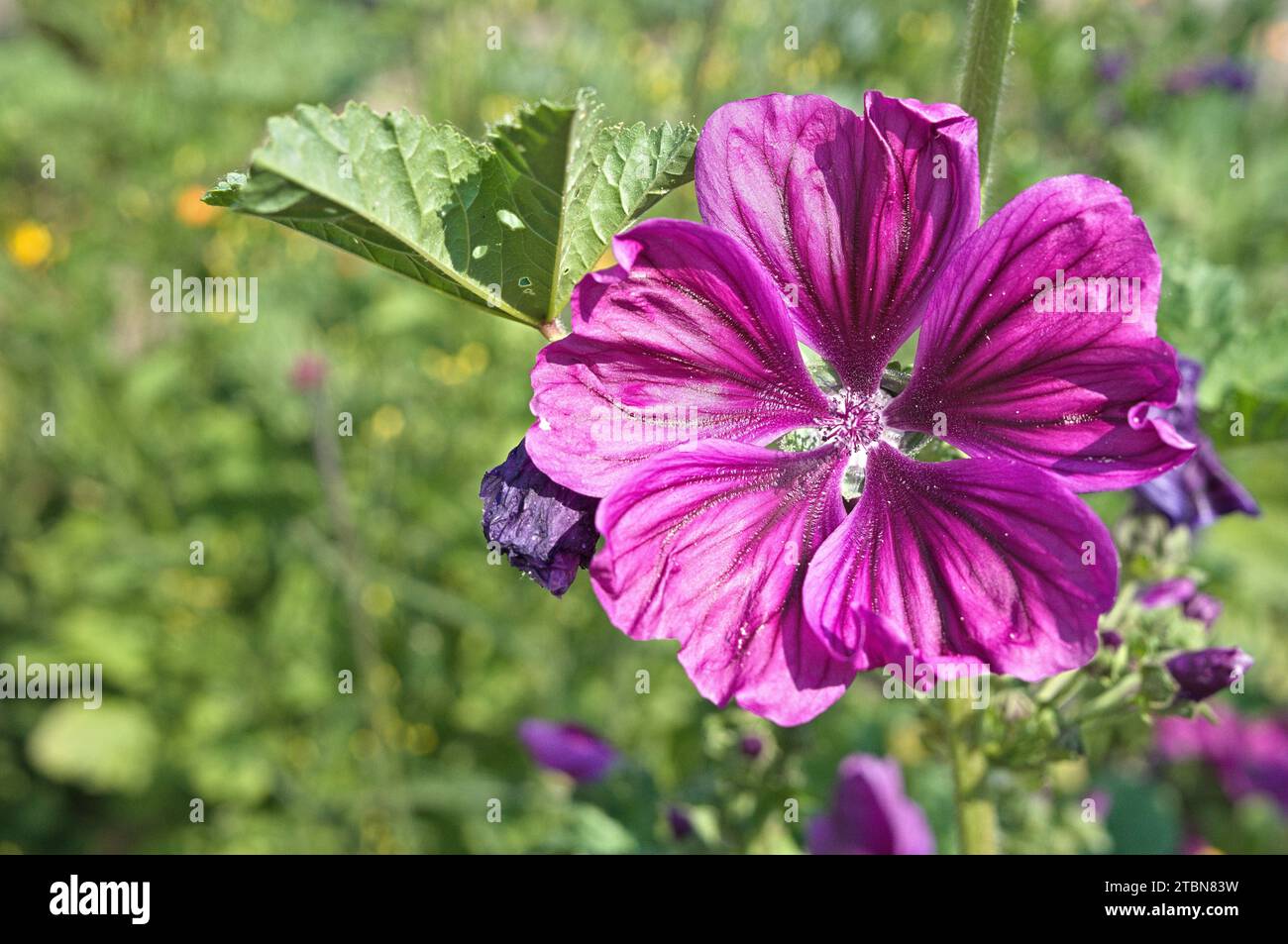 Purple mallow flower in summer Stock Photo - Alamy