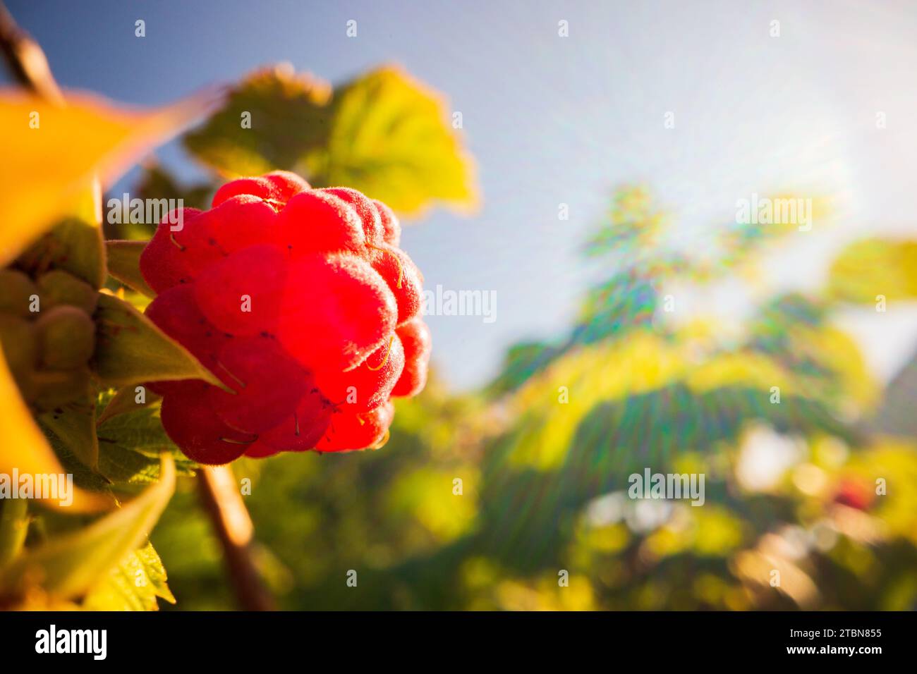 Ripe, juicy raspberry close-up. Garden fruit bush. Beautiful natural ...
