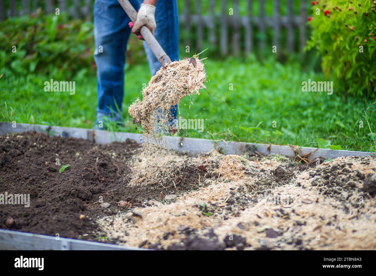 Farmer prepare the soil for planting crops in the garden. Cultivated ...