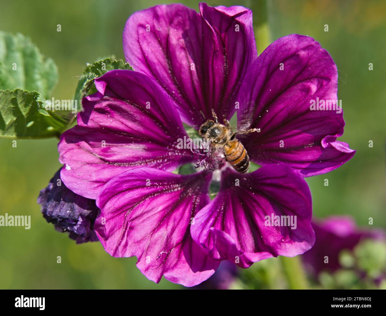 Purple mallow flower with bee inside Stock Photo - Alamy