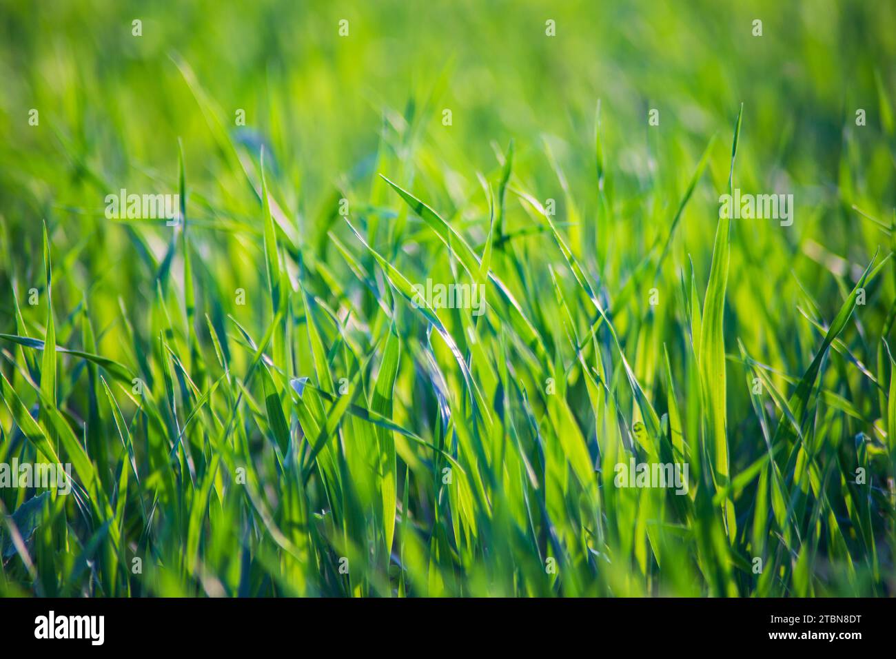 Fresh green grass on a sunny summer day close-up. Beautiful natural ...
