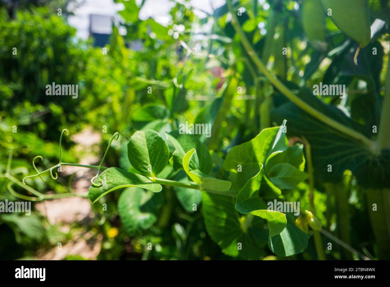 Green pea vegetables in the garden. Close-up of fresh peas and pea pods ...
