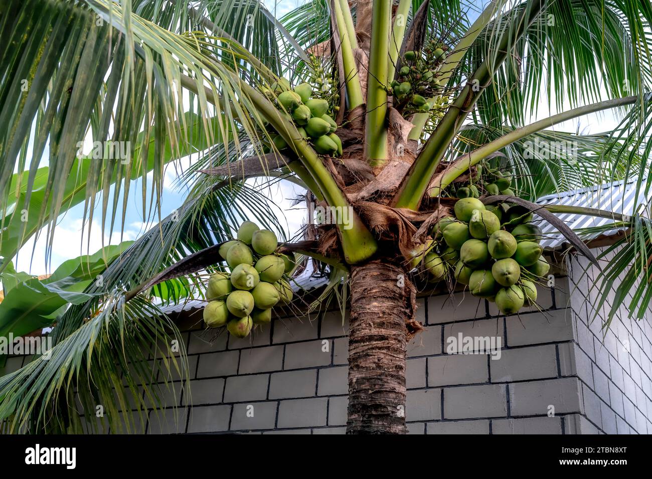 Many coconut on the tree in Vietnam Stock Photo - Alamy