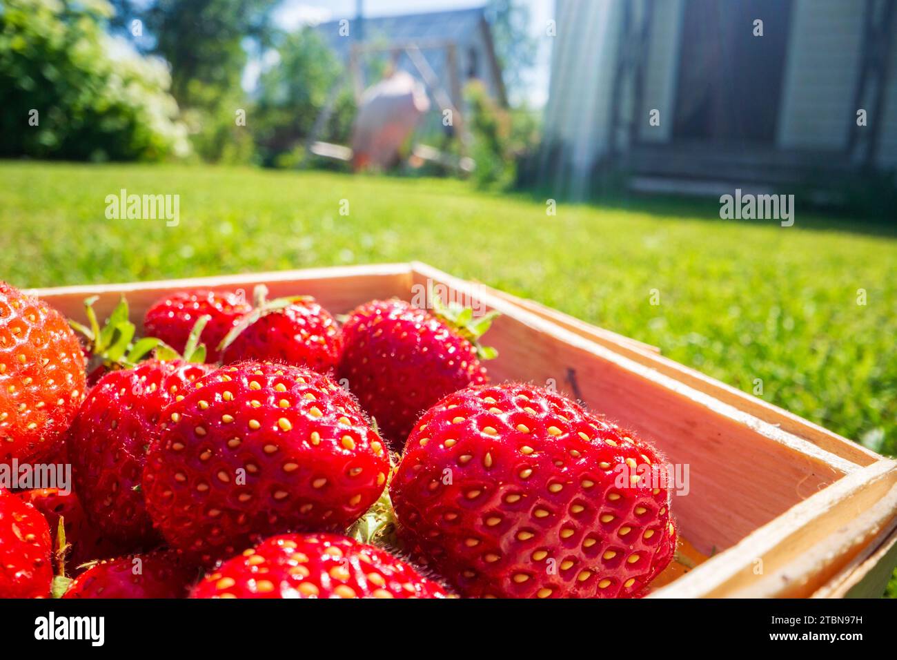 Close-up strawberry crop lying in a basket on green grass in a garden ...