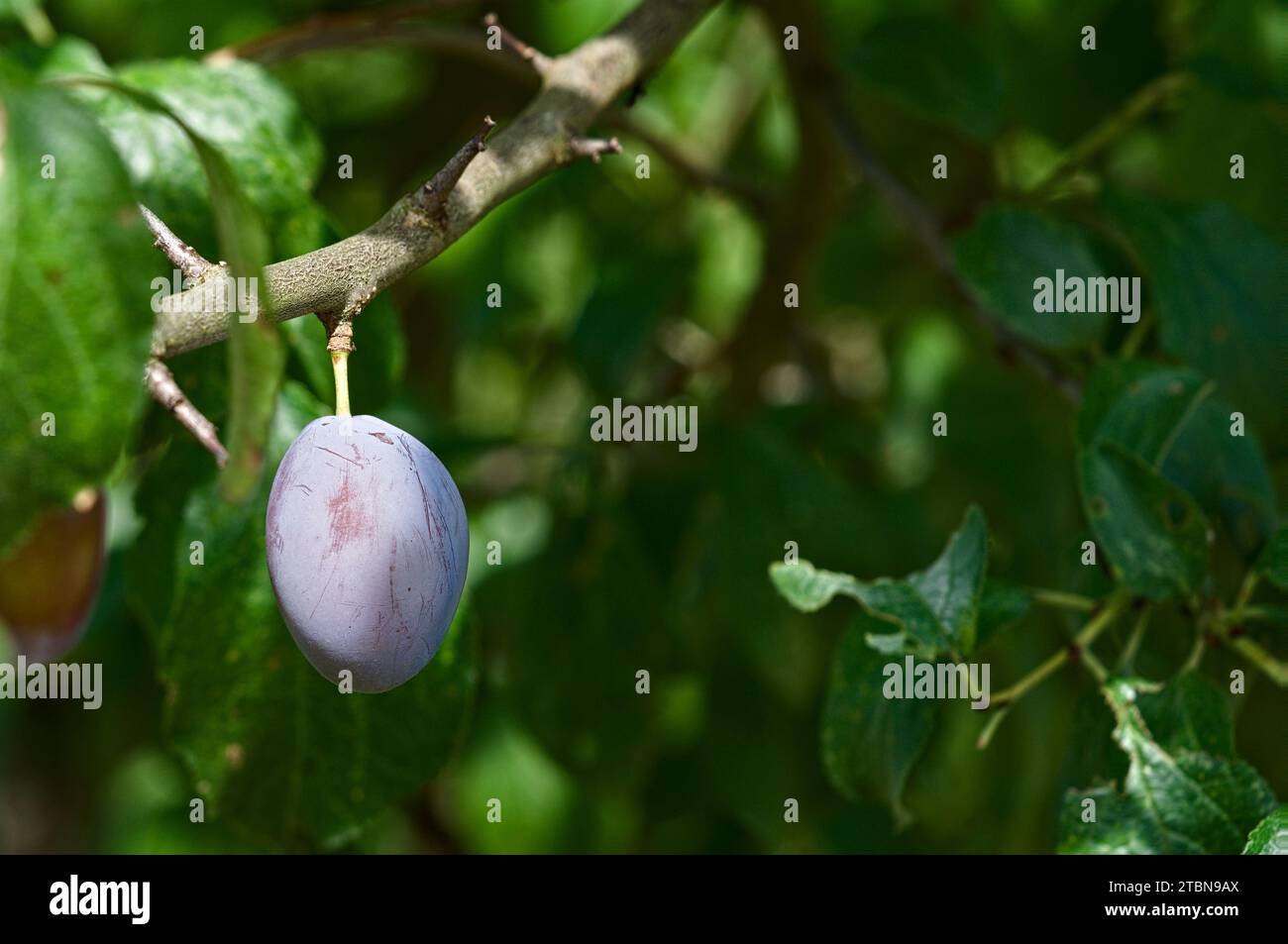Prune plum tree hi-res stock photography and images - Alamy