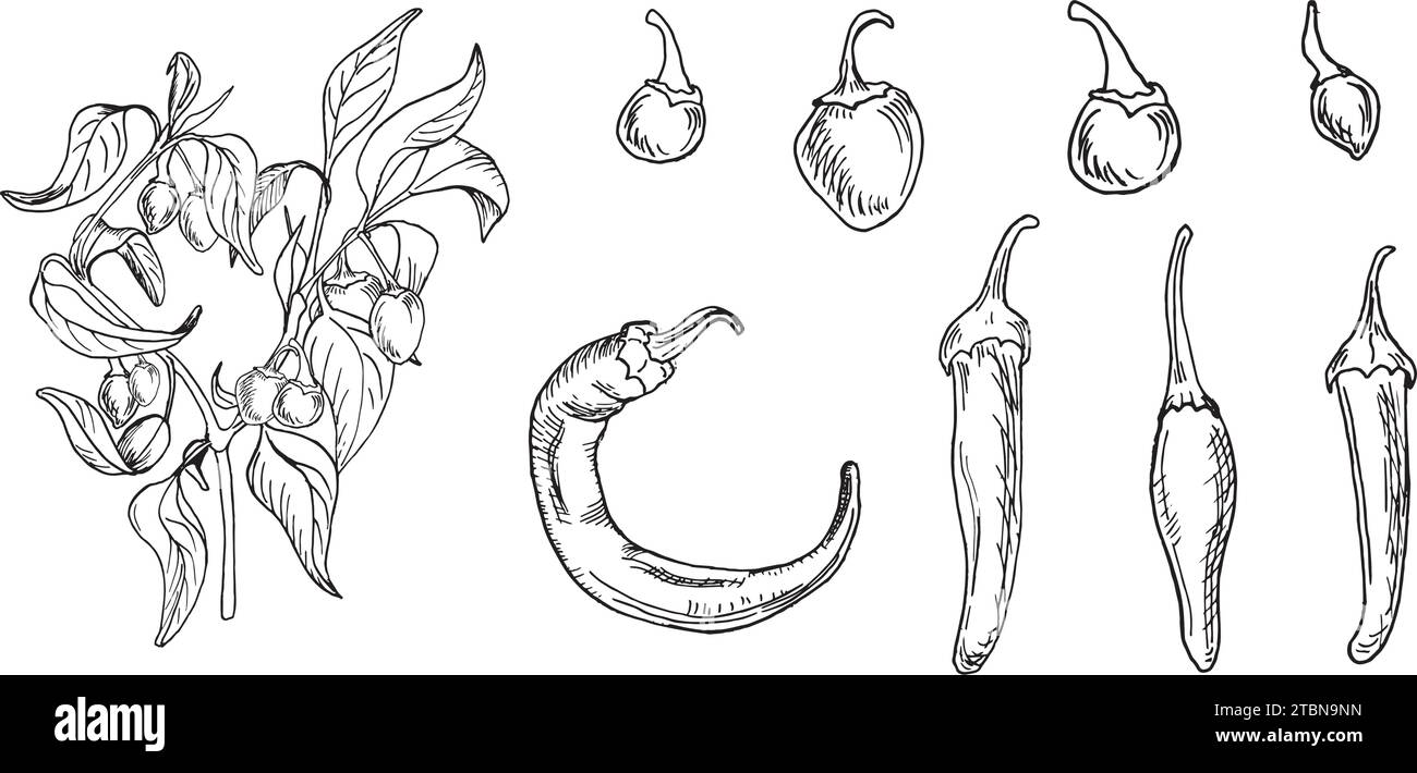 Bush of apache hot peppers vector illustration isolated on white ...