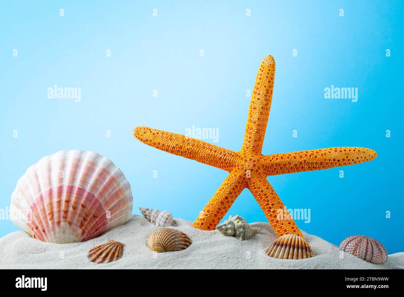 Starfish on the Beach Stock Photo - Alamy