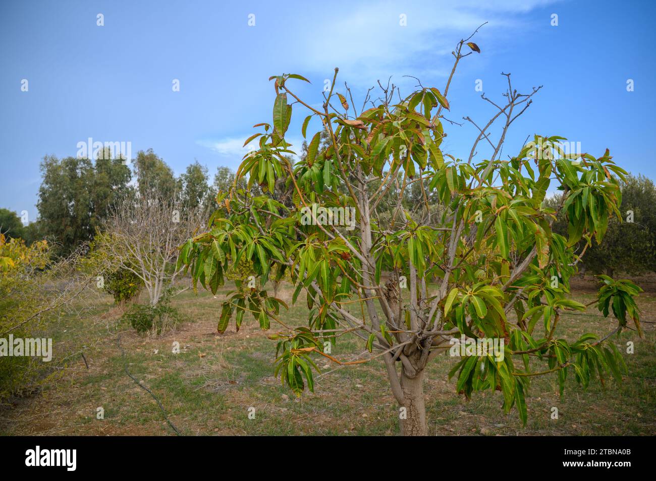 mango trees with yellowed leaves suffer from lack of water Stock Photo ...
