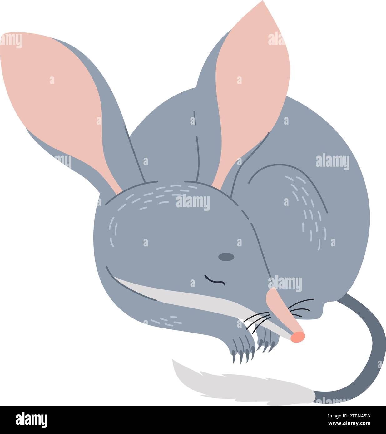 Cute sleeping bilby animal. Australian wild mammal. Vector illustration ...