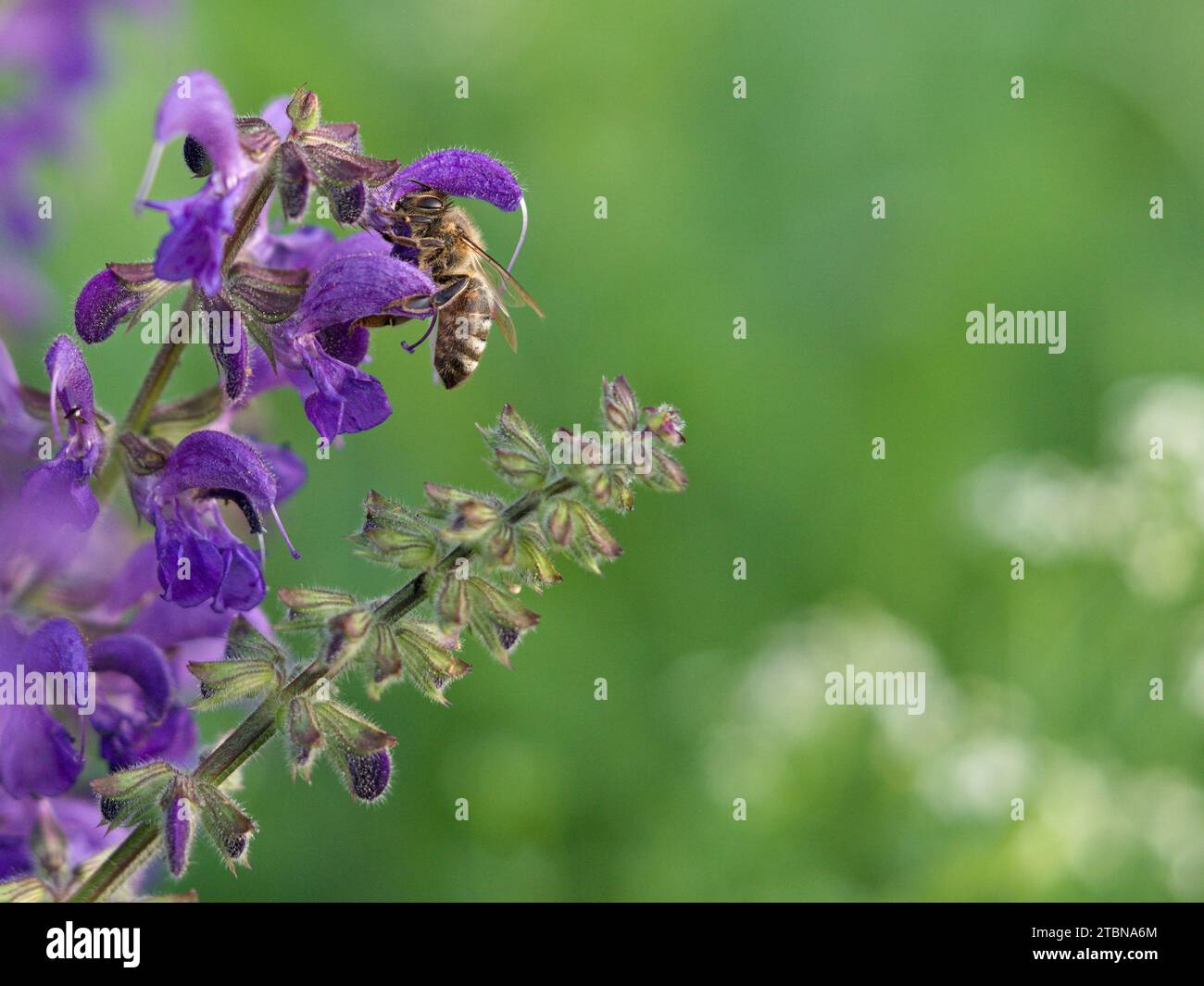 Bee sitting on sage hi-res stock photography and images - Alamy