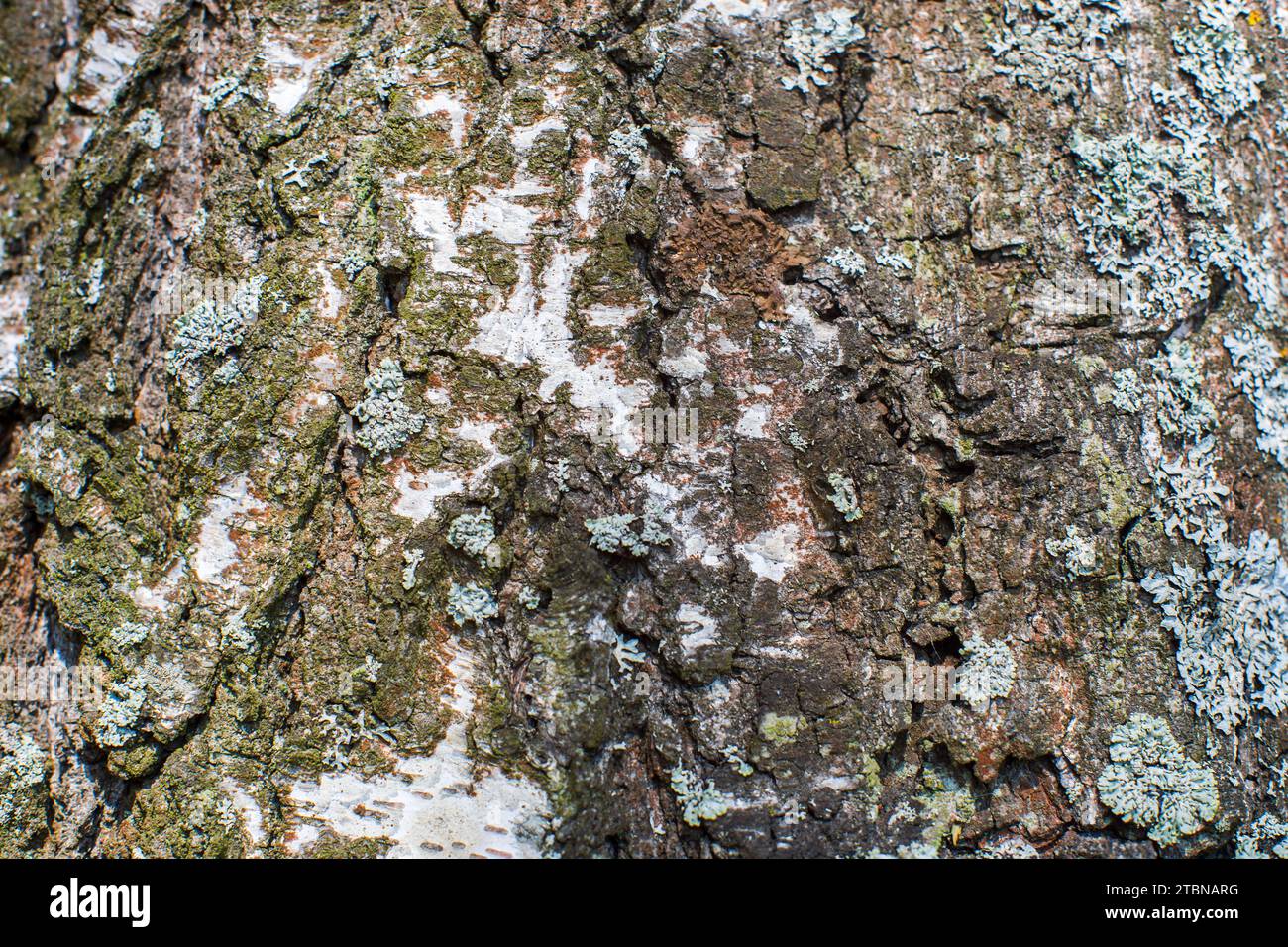 Relief texture of tree old bark close-up in the forest. Natural ...