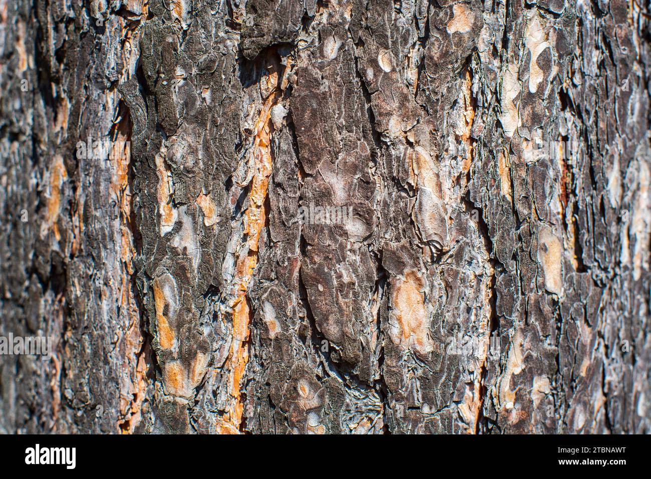 Relief texture of tree old bark close-up in the forest. Natural ...