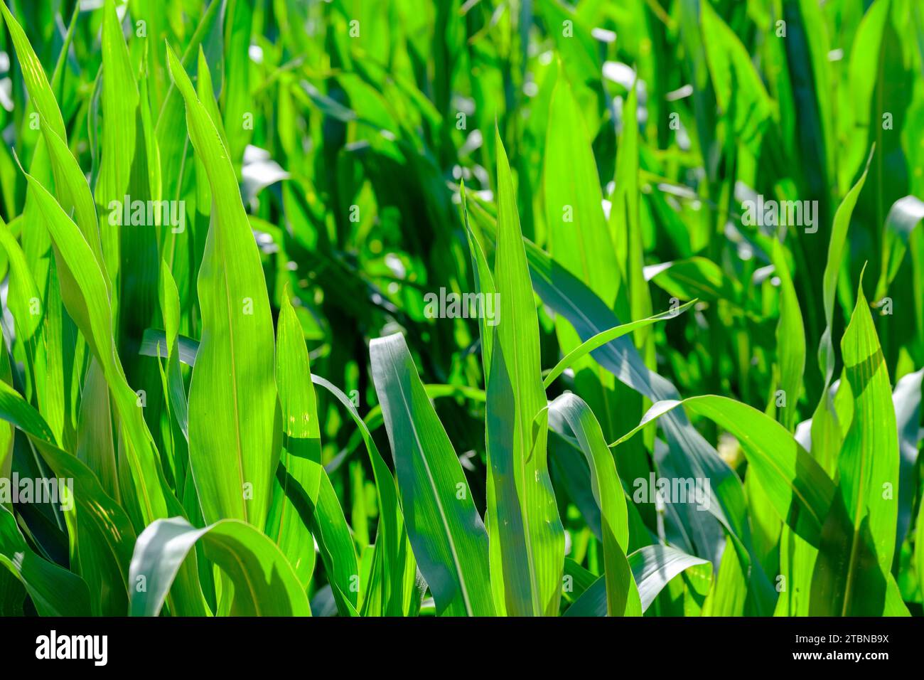 Lush green corn leaves flourishing under the bright sunlight Stock ...