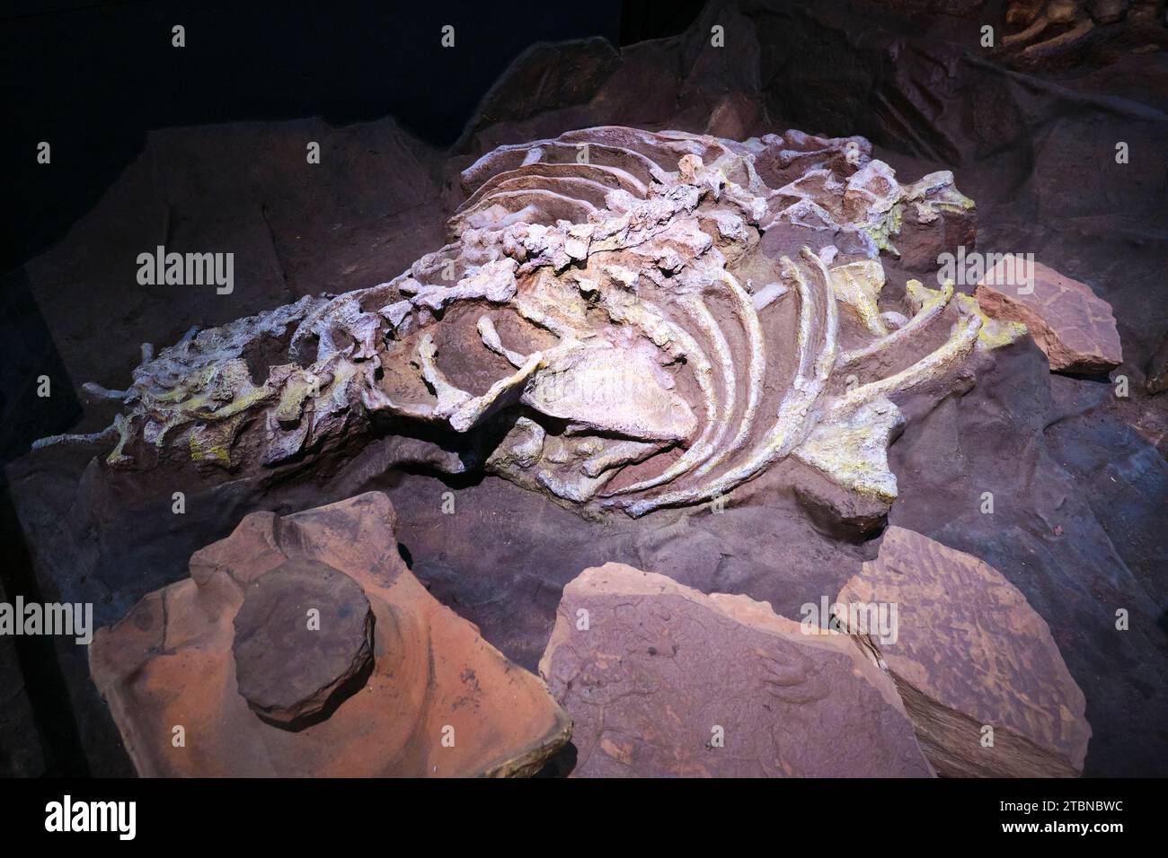 A model of a typical dinosaur bone, fossil find on an archeological dig ...