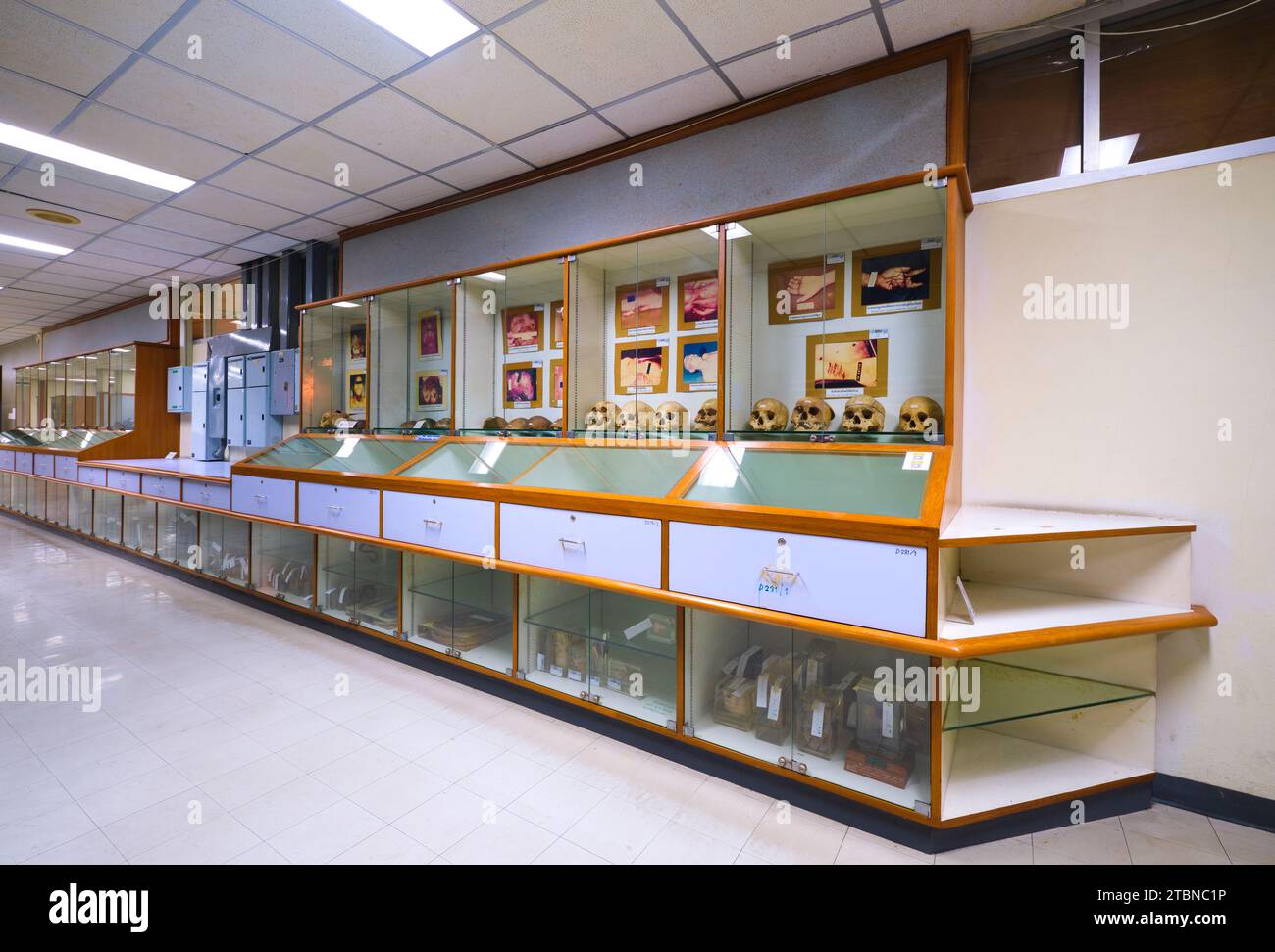 A display of many skeleton, bone, human skulls. At the Ellis ...